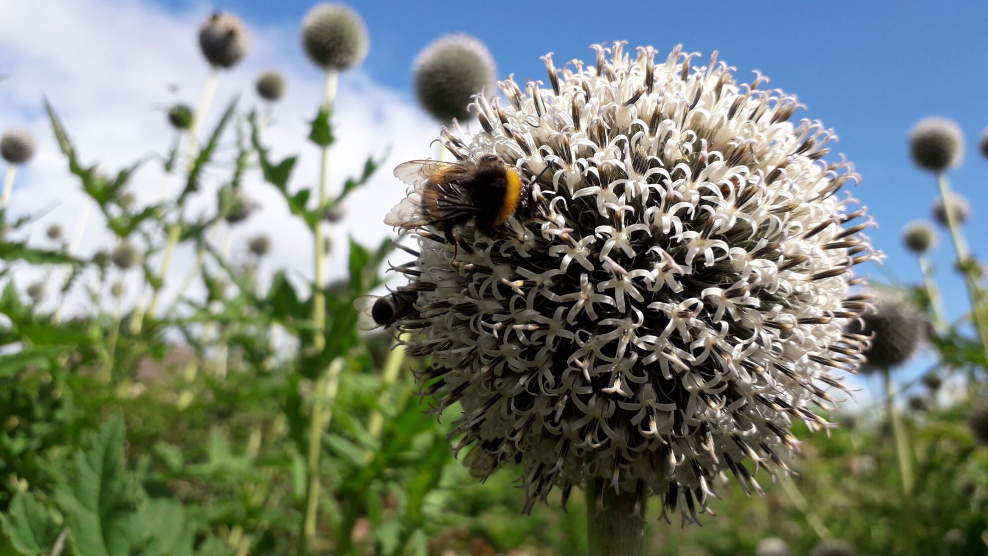 Belhaven Community Garden – Sustaining Dunbar