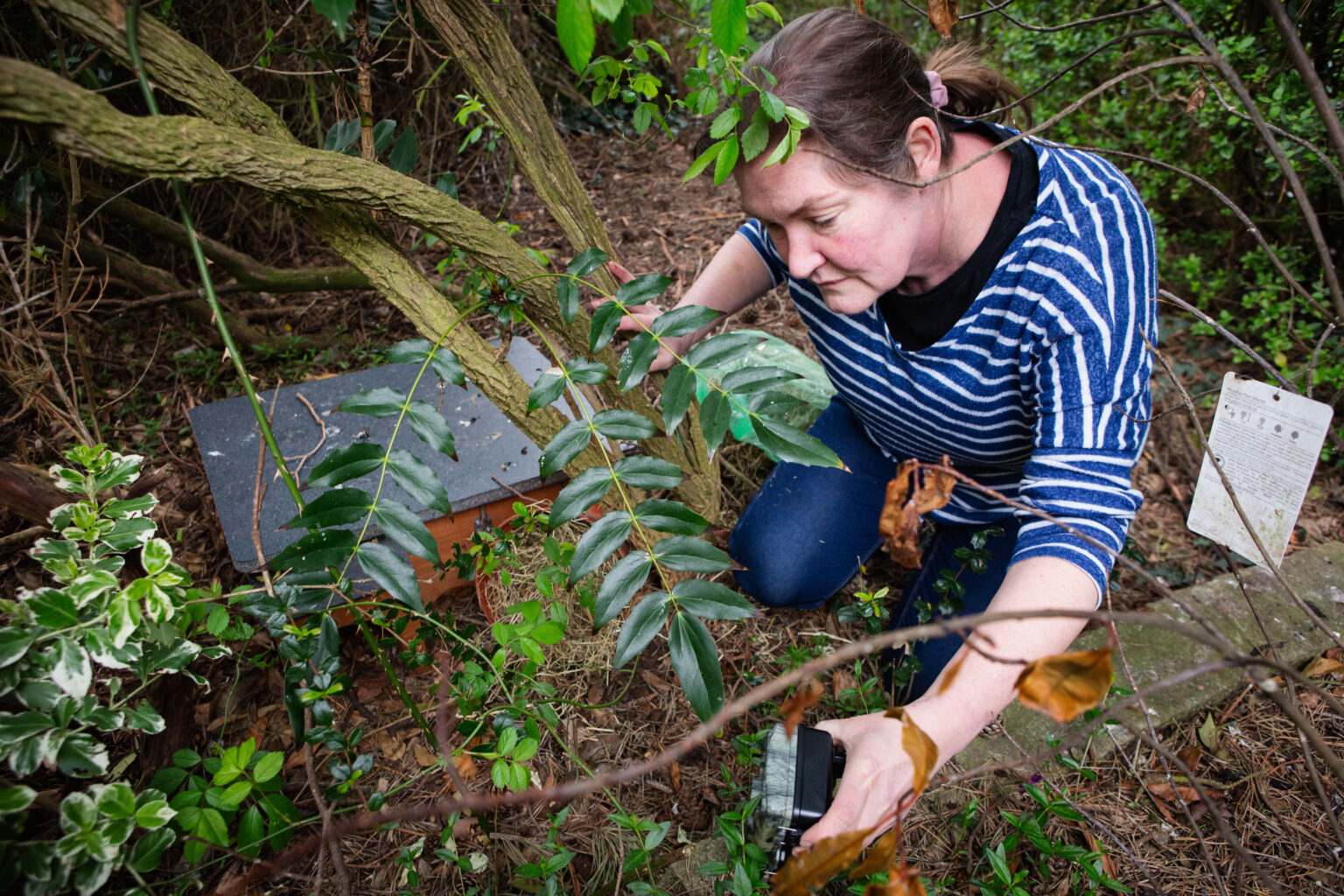 Make your prickly pledge! – Sustaining Dunbar